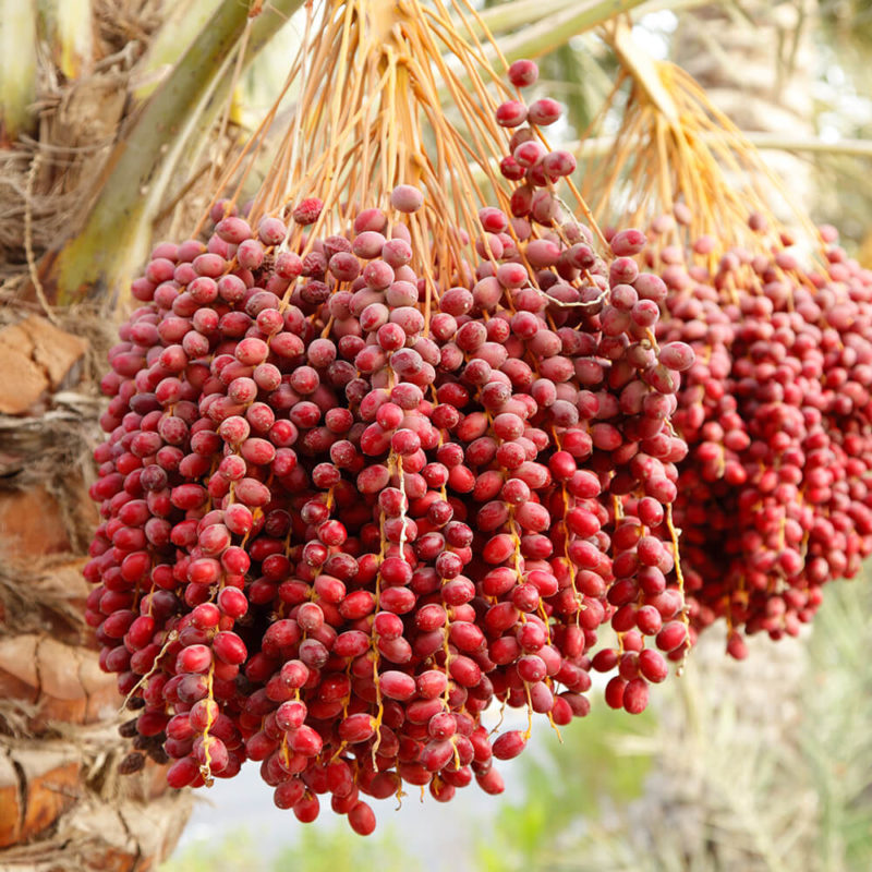 Datte du désert - Etnik-cosmetics